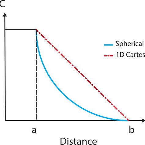 Schematic Steady State Concentration Profiles Within The Diffusion