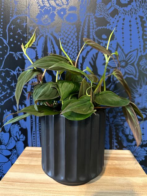 Black Arbor Collection Fibonacci Plants