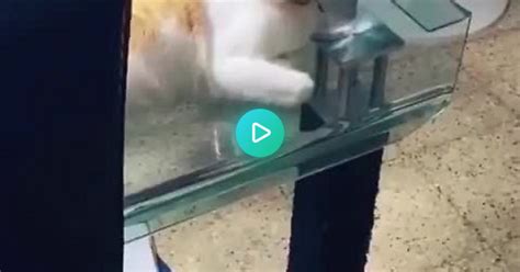 Overly Dramatic Cat Album On Imgur