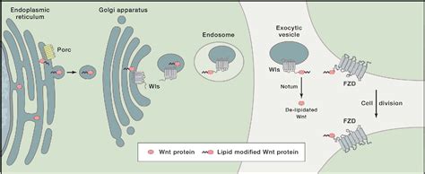 Figure 1 From Wntβ Catenin Signaling Disease And Emerging