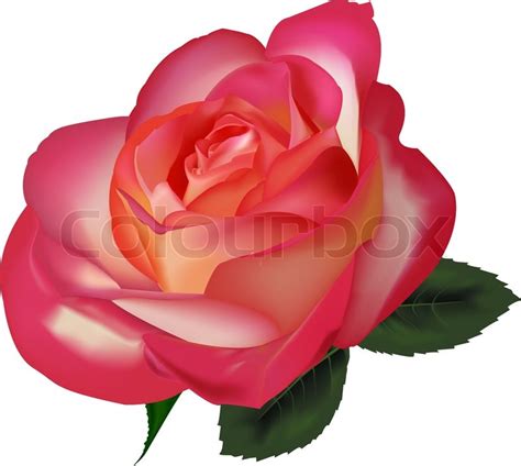 Beautiful Tea Rose On A White Stock Vector Colourbox