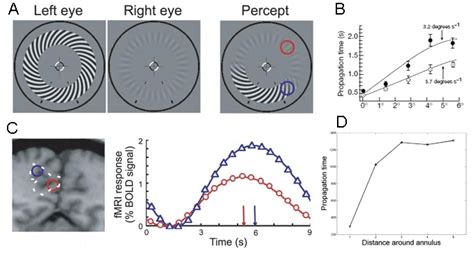 Traveling Waves In Binocular Rivalry A Annular Stimuli Used By Lee