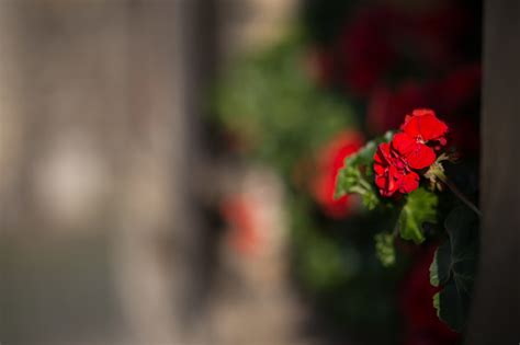 배경 흐리게에 복고풍 빈티지 스타일 필터 효과 석양에 유럽에서 오래 된 마에 빨간 꽃 가정 생활에 대한 스톡 사진 및 기타