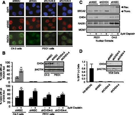 Resistance To Therapy In Brca2 Mutant Cells Due To Loss Of The Nucleosome Remodeling Factor Chd4