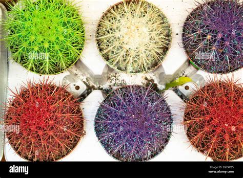 Various Cactus Colorful Plants Group Of Small Cactus Top View Stock