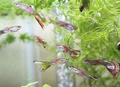 55 Different Types Of Guppies Varieties Facts And Care