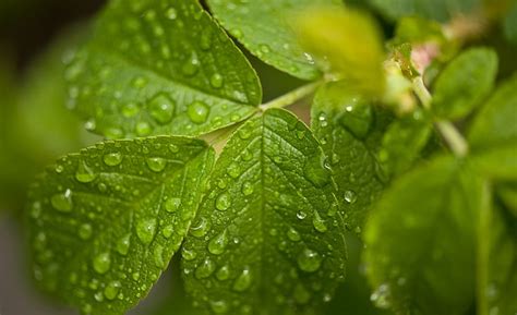 葉に水滴、 緑の葉植物のクローズアップ写真、 エアロ、 新鮮なマクロ、 葉、 滴、 写真、 緑、 水滴に水滴、 Hdデスクトップの壁紙