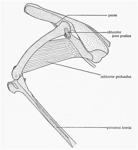 The Project Gutenberg Ebook Of Variation In The Muscles And Nerves Of