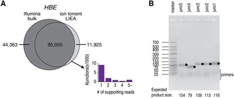 Junctions Detected By Ion Torrent LIEA RNA Seq A The Venn Diagram Of Download Scientific