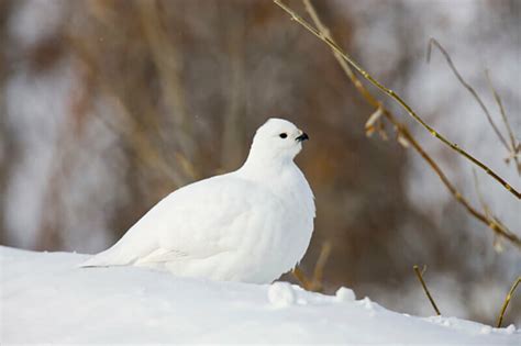 Ptarmigan Arctic Wild
