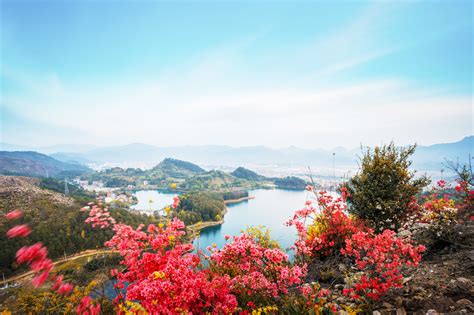 凤凰山街道梅垄村的百亩杜鹃花迎来了盛放季