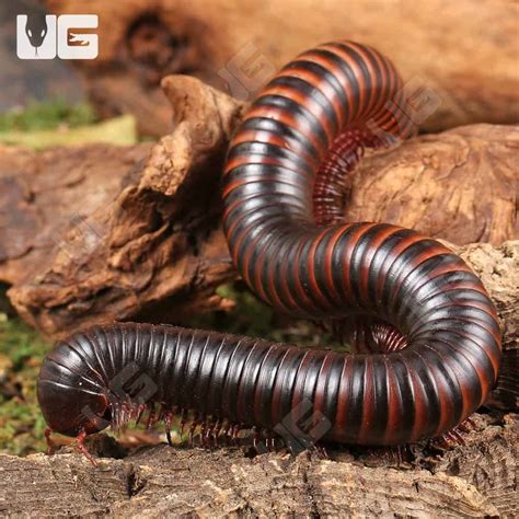 Giant Millipede