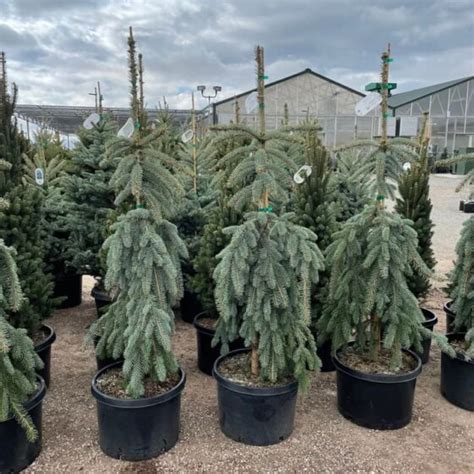 Weeping Coniferous Trees For Your Northwest Landscape Gro