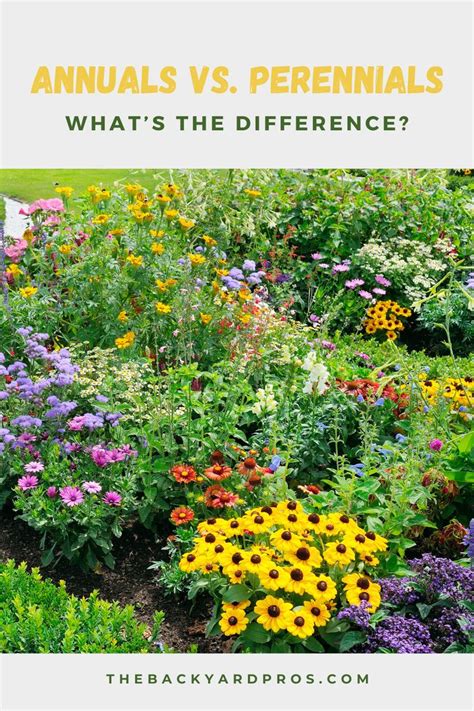 Colorful Flower Garden With Text That Reads Annual Vs Perennials Whats
