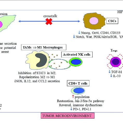 Effects Of Curcumin Curcuminoids On Tumor Microenvironment The Main Download Scientific