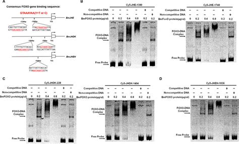 Foxo Binds To Conserved Sequence In The Promoters Of Genes Coding For Download Scientific