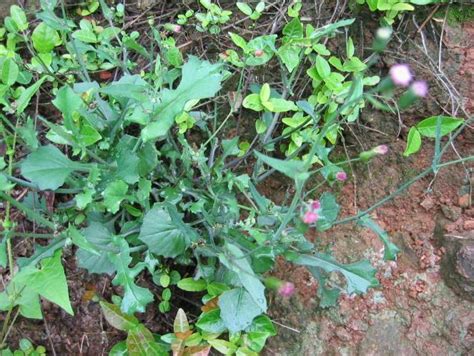 这种野菜品味类似茼蒿可治泌尿系统感染和咽喉炎