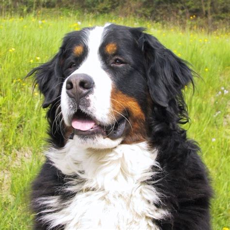 The Dog In World Bernese Mountain Dogs