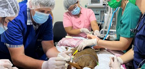 Animales Intoxicados Por El Humo Y Con Quemaduras Los Otros Afectados