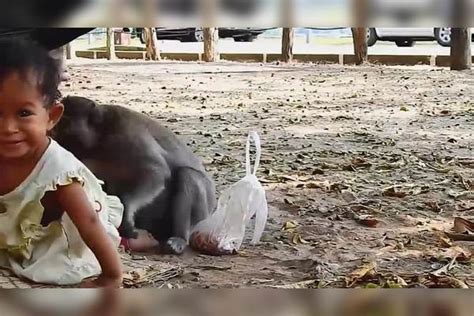 猴子照顾1岁孩子拦腰提起脑袋着地吓得众人大叫 着地 脑袋 猴子