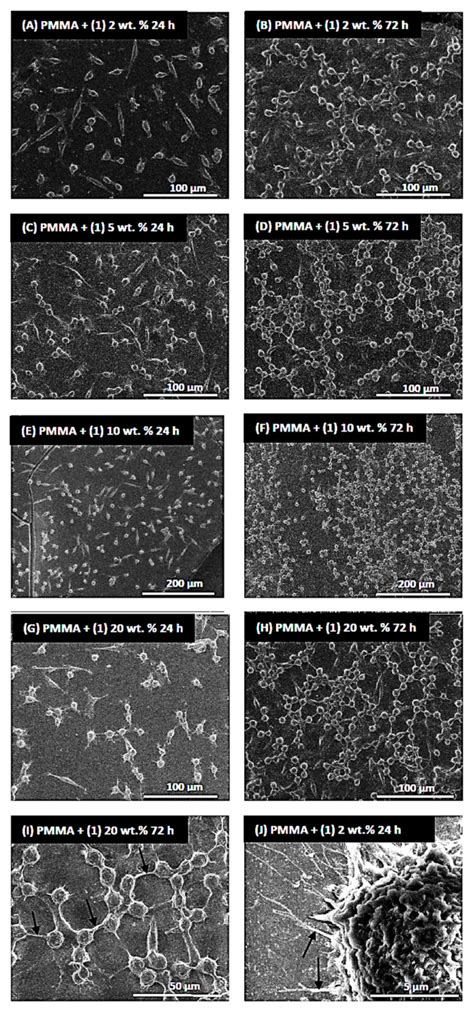 L929 Murine Fibroblast Cell Line Atcc Bioz