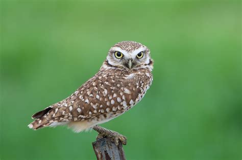 Burrowing Owl Athene Cunicularia