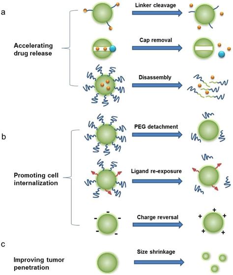Stimuli Responsive Nanoparticles For Targeting The Tumor