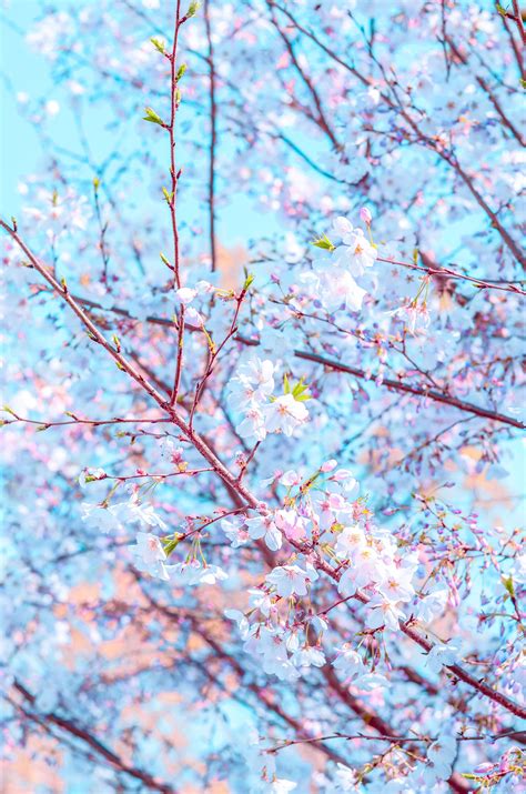 Завантажити шпалери Літо на телефон в високій якості вертикальні картинки Літо безкоштовно