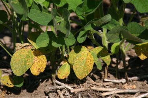 Septoria Brown Spot Soybean Disease Soybean Research And Information