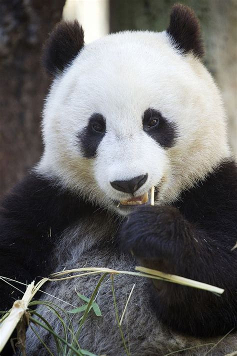 Portrait Of Mr Wu Panda Love