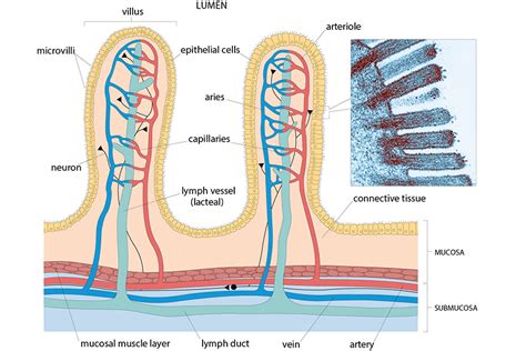 Role Of Villi In Small Intestine