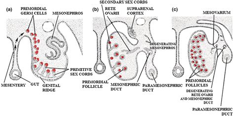 Schemes Of Cross‐sections Through Embryos To Show The Development Of Download Scientific Schemes Of Cross‐sections Through Embryos To Show The Development Of Download Scientific