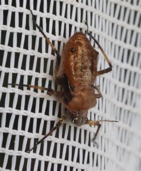 Cinara Pinea Naturespot