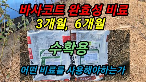 블루베리 수확시 바사코트 몇개월짜리 사용해야하나 메도우락 전문농원 메도우락 묘목판매 010 8895 4161 YouTube