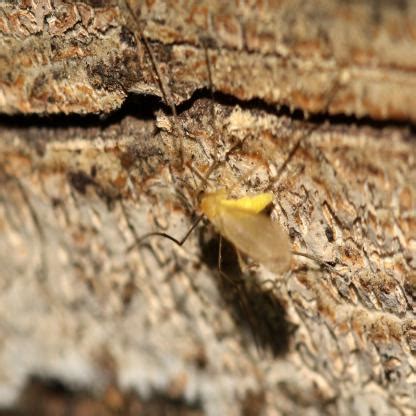 Plant Insect Dataset Object Detection Dataset And Pre Trained Model By Testing