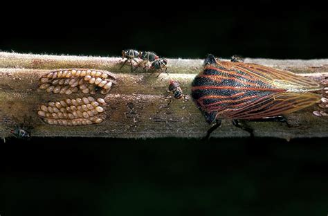 Treehopper And Young Photograph By Patrick Landmannscience Photo