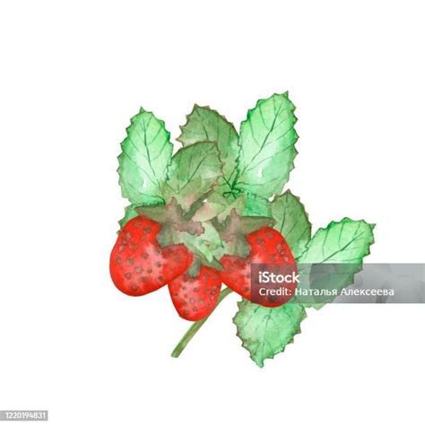 水彩画の手は赤い野生のイチゴと緑の葉の花束を持つ自然の森のベリー組成物を描きデザイン要素とテキスト用のスペースを持つカードの白い背景に花束