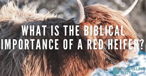 What Is The Biblical Importance Of A Red Heifer Is The Birth Of A Red