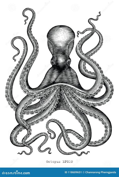 Octopus Hand Drawing Vintage Engraving Illustration On White Backgroud