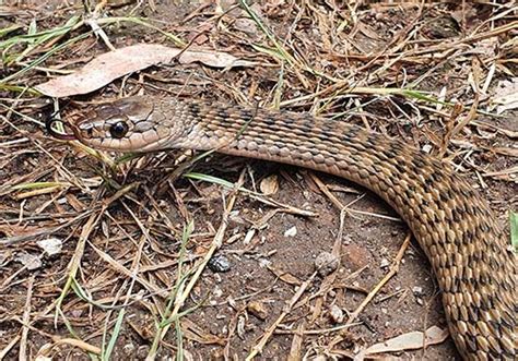 Keelback Snake Versatile Predator Of Queenslands Wetlands