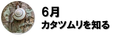 カタツムリ特集！ 公式 石川流域生きものミュージアム・雨ふる大地の水辺保全ネットワーク