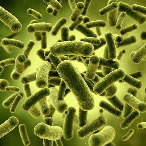 Lactobacillus Acidophilus Probiotic Strains Minsheng Zhongke Jiayi
