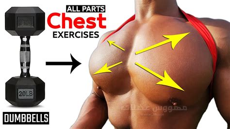 8 Best Chest Exercises With Dumbells Only 🎯 Youtube