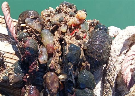 Worms World Register Of Marine Species