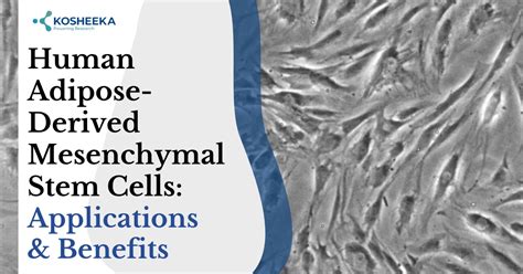 Human Adipose Derived Mscs In Regeneration