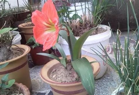 4個養花竅門不枯萎不爛根 每日頭條