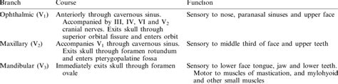 Trigeminal Nerve Sensory And Motor Function