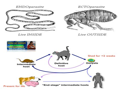 Sonu Academy Mixotrophic Nutrition Text