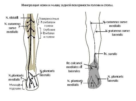 Поясничное и крестцовое сплетения Формирование поясничного и