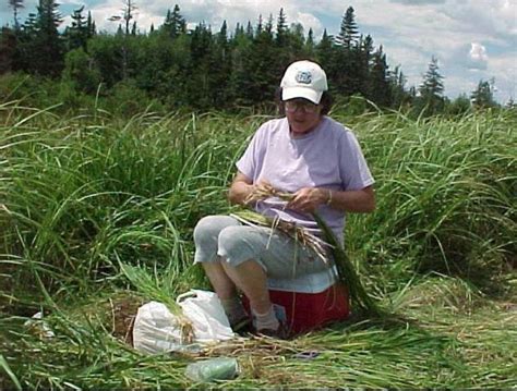 Picking Sweetgrass